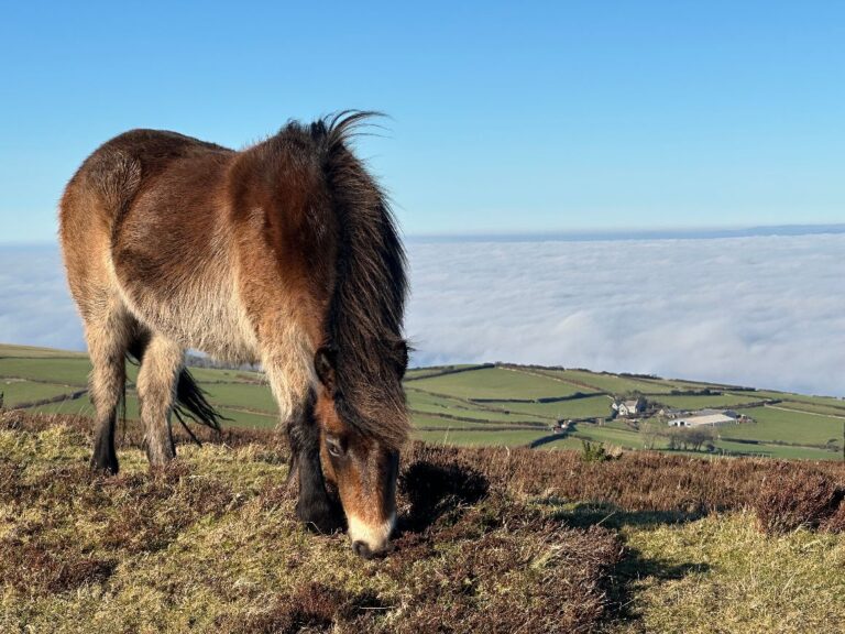 Fears for Exmoor ponies as moorland grazing shake-up sparks outrage ...